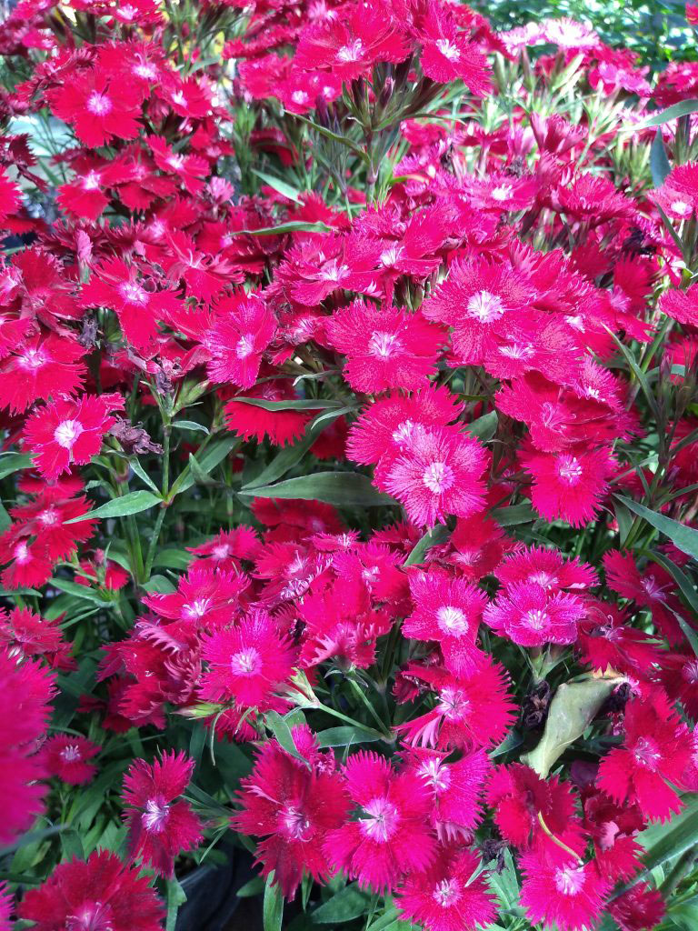 Home - Georgetown Garden Centre